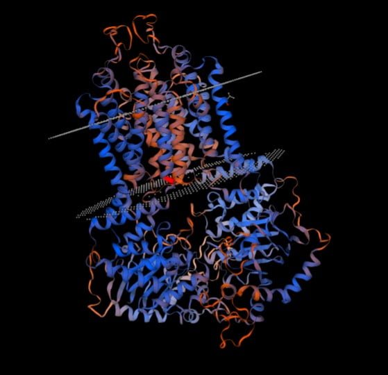 SNP of ABCG2 Transporter - YUSIN Biomed Visuals