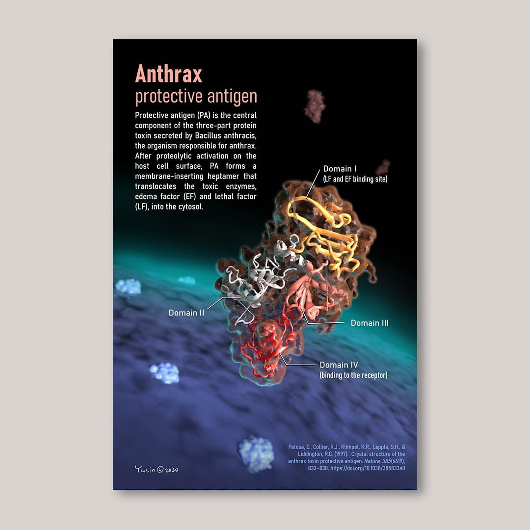 Phlebotomy Procedure - YUSIN Biomedical Visualization