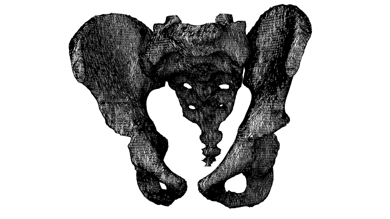 Pelvis - YUSIN Biomed Visuals